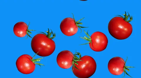 tomato falling loop blue screen | Stock Video | Pond5