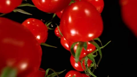 Tomatoes Falling on Black Background. | Stock Video | Pond5