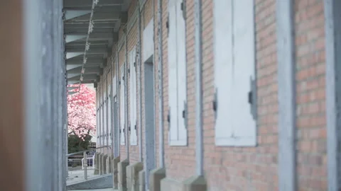 Tomioka Kiyoshi Sakura and Sakura | Stock Video | Pond5