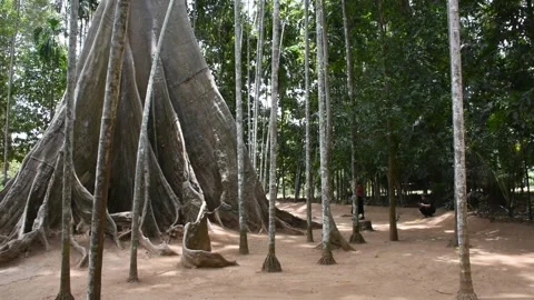 Ton Phueng giant tree or Ton Siang large... | Stock Video | Pond5