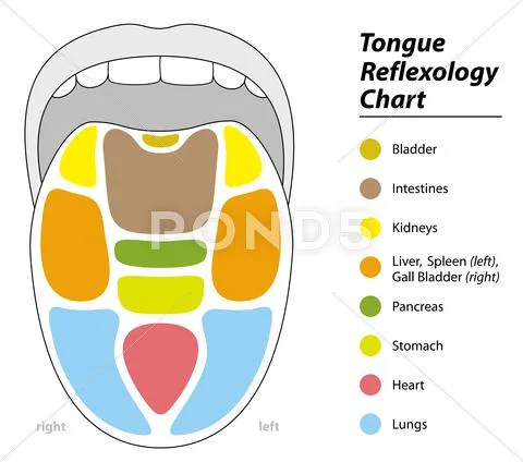 Tongue Diagnosis Chart Reflexology Map: Royalty Free #64845066