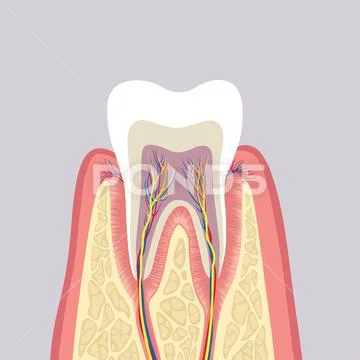 Tooth structure. Anatomy of teeth. Dental medical illustration. ~ Clip ...