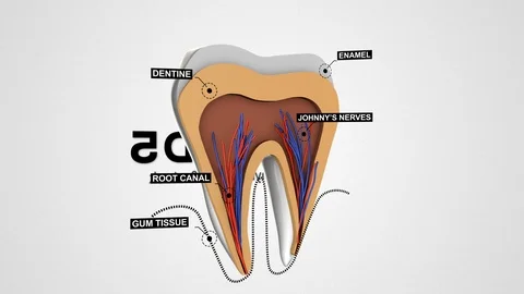 Tooth Structure and Anatomy - Animation Loop ~ After Effects #120921966