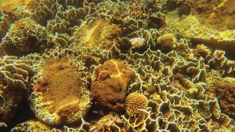 Look At Top Stock Videos – Royalty-Free HD & 4K Videos