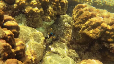 Ebony On Top Stock Videos – Royalty-Free HD & 4K Videos | Pond5