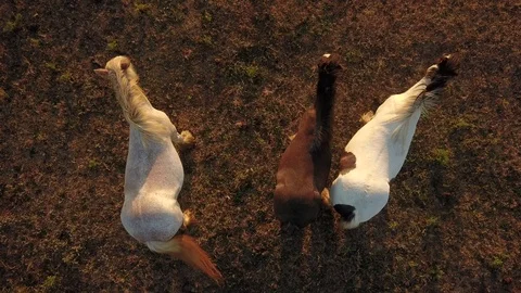 Top down aerial drone image of horses d... | Stock Video | Pond5