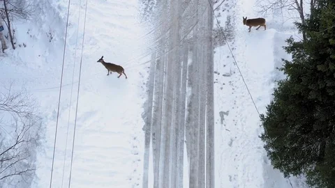 Deer Up Flying Stock Footage ~ Royalty Free Stock Videos | Pond5