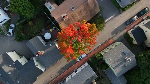 Top down aerial of maple tree colorful f... | Stock Video | Pond5