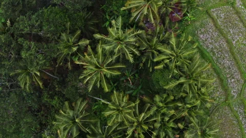 Top Down Aerial Shot Over Rice Fields an... | Stock Video | Pond5