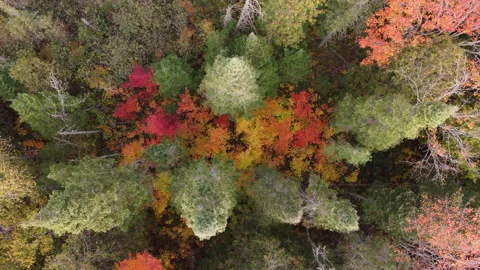 Top down aerial view of fall foliage in ... | Stock Video | Pond5