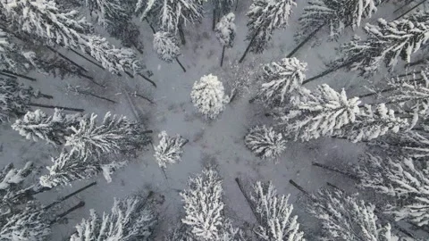 Snow Falling Evergreen Stock Videos – Royalty-Free HD & 4K Videos