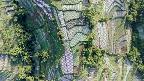 Top down aerial view on patchwork leek p... | Stock Video | Pond5