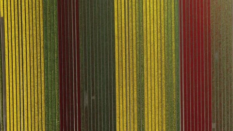 Top down aerial view of a tulip field - ... | Stock Video | Pond5