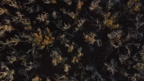 Top down birds eye view of abstract tree... | Stock Video | Pond5