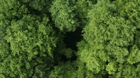 Top down deciduous forest greenwood aeri... | Stock Video | Pond5