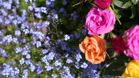 Top-down Pan-roll from field of Forget-M... | Stock Video | Pond5