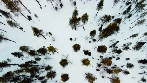 top down shot from the drone of the fore... | Stock Video | Pond5