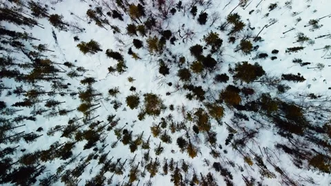 top down shot from the drone of the fore... | Stock Video | Pond5