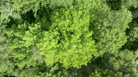 Top Down Trees 2 | Stock Video | Pond5