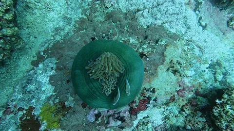 Underwater Top View Stock Footage ~ Royalty Free Stock Videos | Pond5