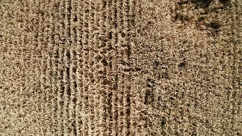 Top down view of corn rows. Wind blows t... | Stock Video | Pond5