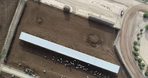Top down view of cows gathering in the s... | Stock Video | Pond5