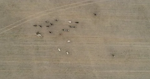 top down view of cows herd grazing on pa... | Stock Video | Pond5