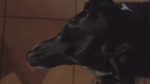 Close In Top Dog Nose Stock Video Footage | Royalty Free Close In Top ...