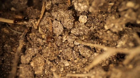 Top down view of disturbed fire ant moun... | Stock Video | Pond5
