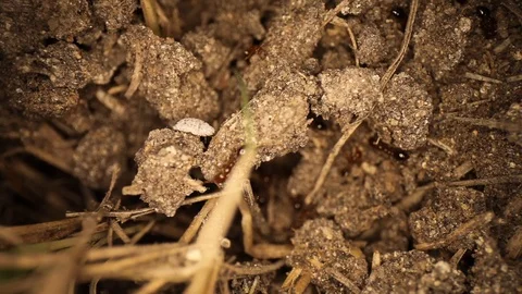 Top down view of disturbed fire ant moun... | Stock Video | Pond5
