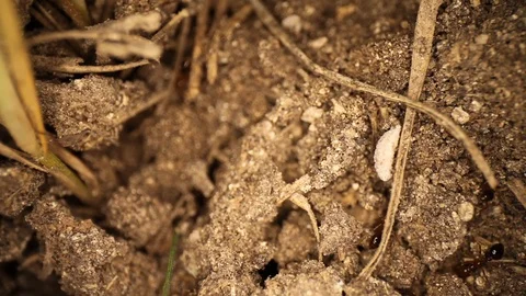 Top down view of disturbed fire ant moun... | Stock Video | Pond5