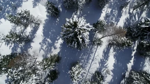 Evergreen Trees Images Stock Videos – Royalty-Free HD & 4K Videos | Pond5