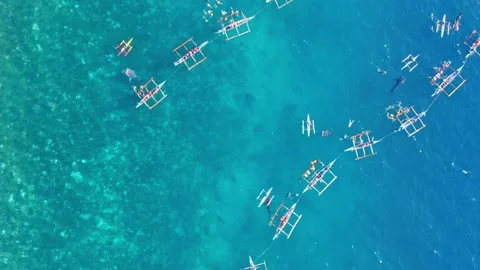 Top down view of the famous Whale Shark ... | Stock Video | Pond5