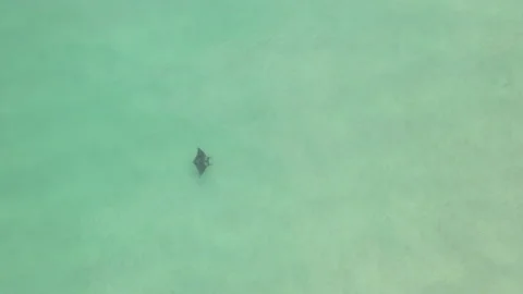 Top down view: Manta Ray swims across fr... | Stock Video | Pond5