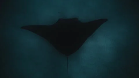 Top down view of manta ray dark silhouet... | Stock Video | Pond5