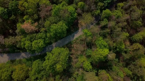 Top down view of path through the forest... | Stock Video | Pond5