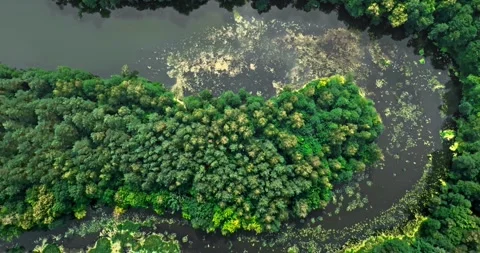 Top down view of river and forests. Wild... | Stock Video | Pond5