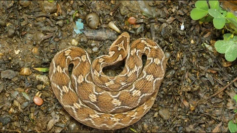 Top down view of Saw Scaled Viper snake ... | Stock Video | Pond5