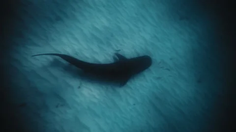 Top down view of silhouette dark shark o... | Stock Video | Pond5