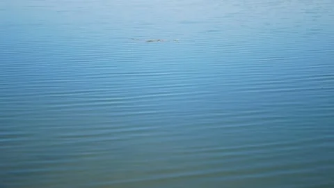 Pond Texture Stock Footage ~ Royalty Free Stock Videos | Pond5