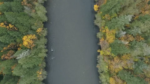 Top Down View of Trees and a River in th... | Stock Video | Pond5