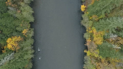 Top Down View of Trees and a River in th... | Stock Video | Pond5