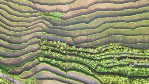 Top down view of watery rice fields. Wat... | Stock Video | Pond5