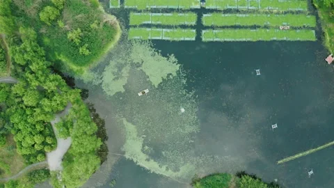 Top Down View of Yanghu Wetland Park | Stock Video | Pond5
