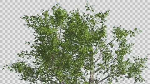 Top of London Plane Tree Cut of Chroma K... | Stock Video | Pond5