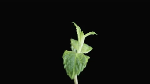 the top mint leaves rotate in close-up o... | Stock Video | Pond5