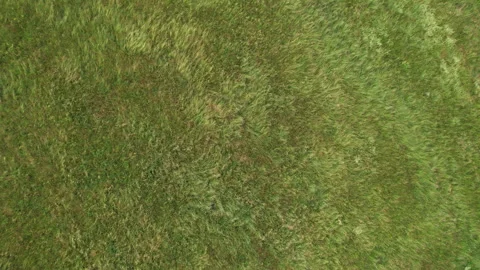 Top shot of a field of high grass from a... | Stock Video | Pond5