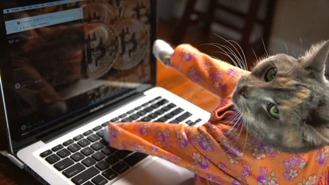 Cat Typing Stock Footage ~ Royalty Free Stock Videos | Pond5