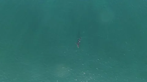 Top view aerial shot of a Whale Shark sw... | Stock Video | Pond5