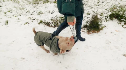 Top view: American Bully dog is walking ... | Stock Video | Pond5